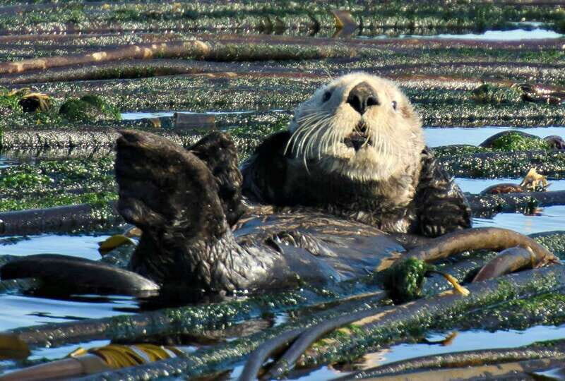 Vancouver: Day Trip to Victoria Seaplane with Whale Watching - Who Should Consider This Tour?