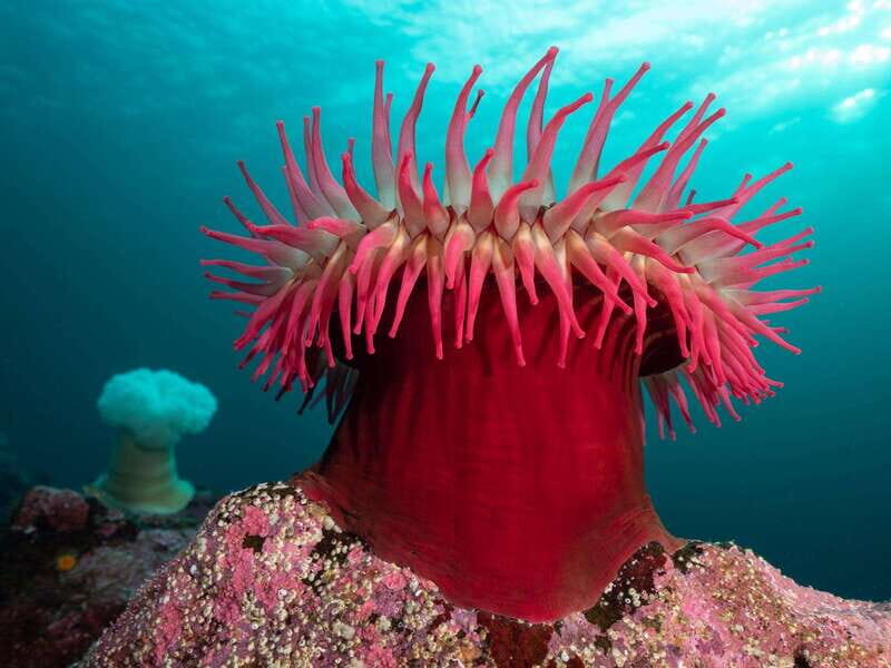 Vancouver: Discover the Best SCUBAdiving Sites by Boat - An Up-Cclose Look at Vancouver’s Marine Beauty