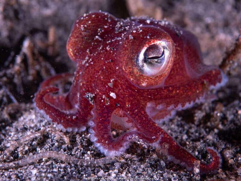 Vancouver: Discover the Best SCUBAdiving Sites by Boat - Final Thoughts: Who Should Book?