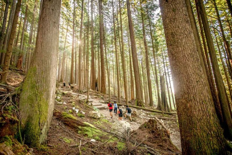 Vancouver: Guided Hiking Highlights at Grouse & Lynn Canyon - Key Points