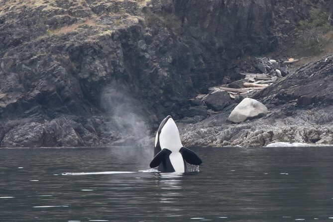 Vancouver Half-Day Whale Watching Adventure with Free Photos - Value for Money: Is it Worth the Price?