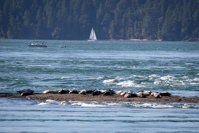 Vancouver Half-Day Whale Watching Adventure with Free Photos - Frequently Asked Questions