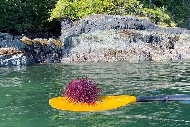 Vancouver Island: 2-Hour Guided Kayak Tour from Telegraph Cove - The Itinerary in Detail