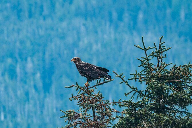 Vancouver Island: 2-Hour Guided Kayak Tour from Telegraph Cove - The Sum Up: A Solid Choice for Scenic, Wildlife-Focused Kayaking