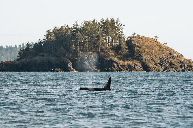 Vancouver Island: 2-Hour Guided Kayak Tour from Telegraph Cove - FAQ
