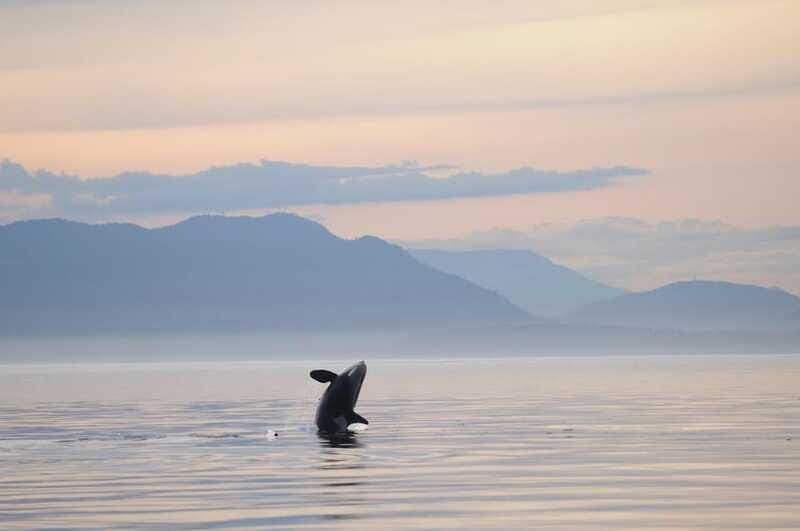 Vancouver Island: Cowichan Bay Sunset Whale Watching Tour - FAQ