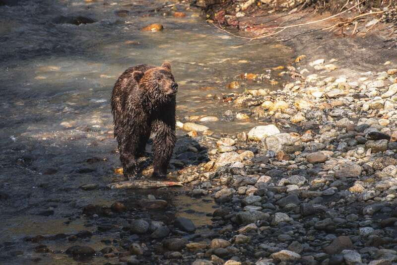 Vancouver Island: Full-Day Grizzly Bear Tour at Toba Inlet - Key Points