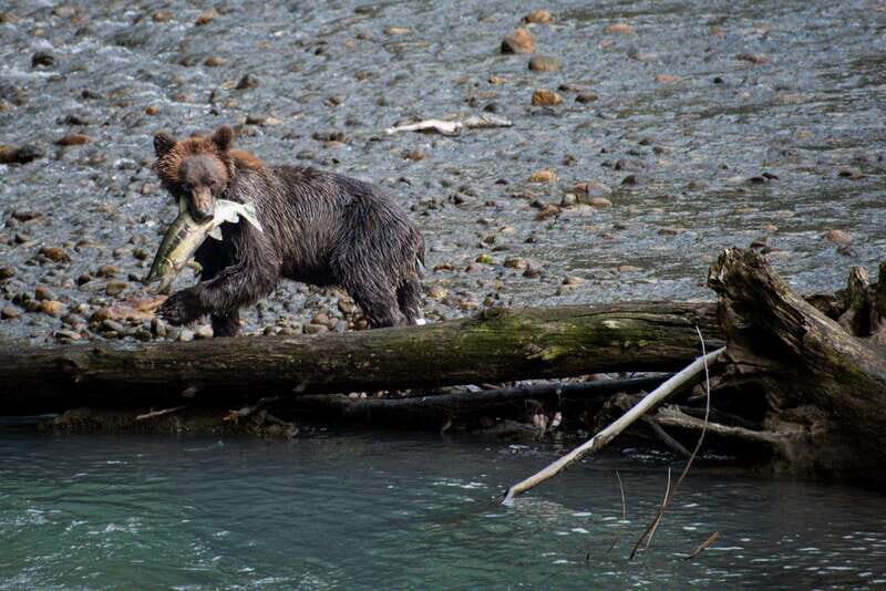 Vancouver Island: Full-Day Grizzly Bear Tour at Toba Inlet - A Detailed Look at the Tour