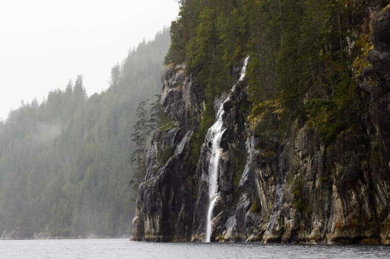 Vancouver Island: Full-Day Grizzly Bear Tour at Toba Inlet - What the Reviews Say