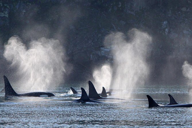 Vancouver Island Half-Day Whale Watching Tour - Telegraph Cove - Pricing and Value