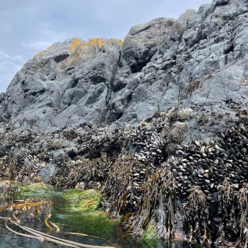 Vancouver Island: Marine Ecological Tour with Mer Tales - Why This Tour Stands Out