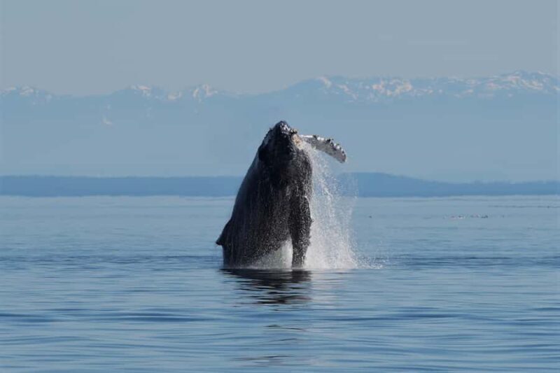 Vancouver Island: Spring Bears and Whales Full-Day Tour - An In-Depth Look at the Vancouver Island Wildlife Tour