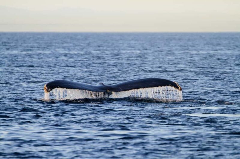 Vancouver Island: Whale Watching Tour - Key Points