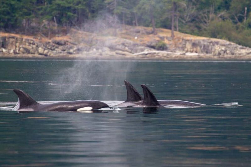 Vancouver Island: Whale Watching Tour - A Closer Look at the Vancouver Island Whale Watching Experience