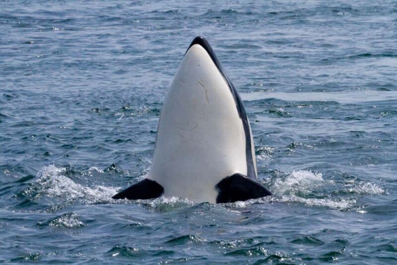 Vancouver Island: Whale Watching Tour - Value and Pricing