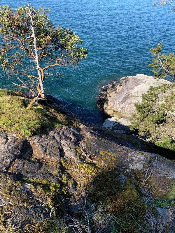 Vancouver: Lighthouse Park Hike - An In-Depth Look at the Lighthouse Park Hike