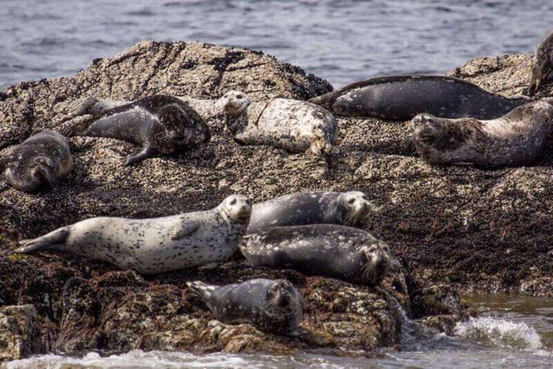 Vancouver: Morning Kayak & Seal Cruise - Vancouver: Morning Kayak & Seal Cruise – A Detailed Look