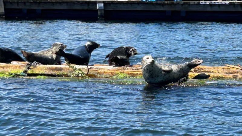Vancouver: Private Granite Falls Boat Tour - The Itinerary and What You’ll See
