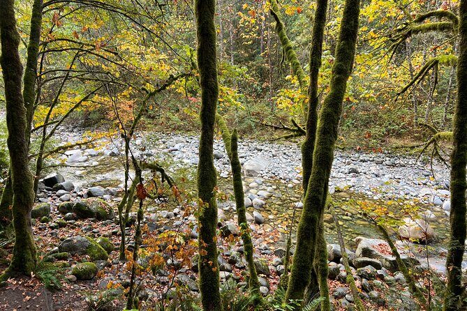 Vancouver Rainforest Hike with Waterfalls, Suspension Bridge, Old Growth Forest - Final Thoughts: Who Should Consider This Tour?