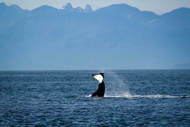 Vancouver Sailing Tour - Learn the Ropes - The Itinerary Breakdown