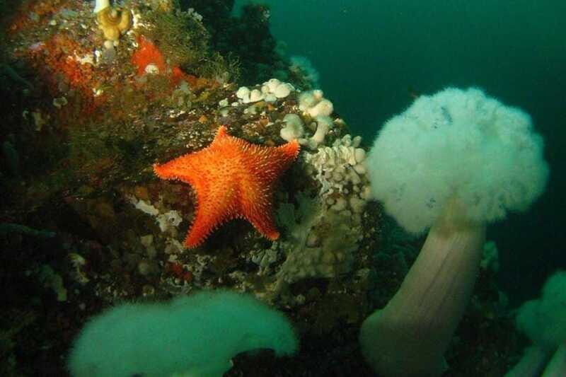 Vancouver: Scuba Boat Dive in Horseshoe Bay - Who Would Enjoy This Experience?