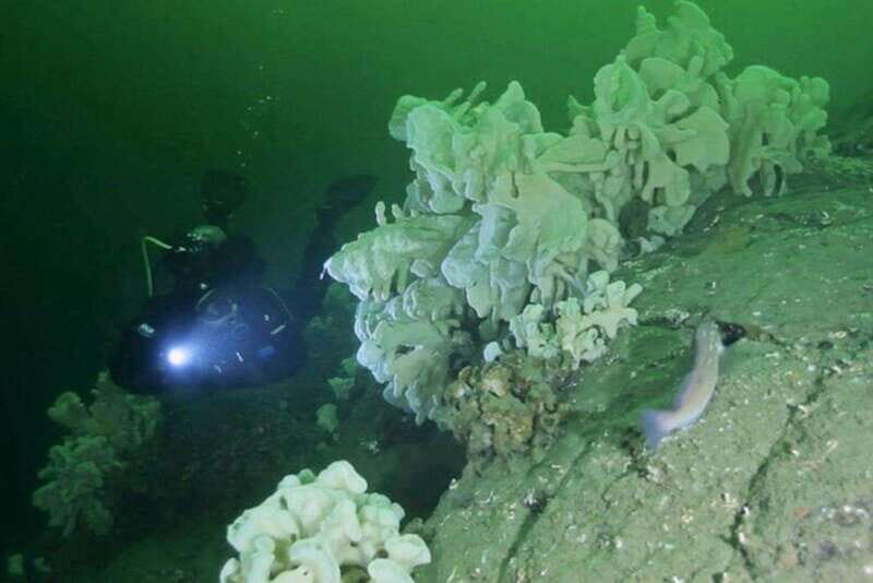 Vancouver: Scuba Dive Boat Charter - Exploring the Experience