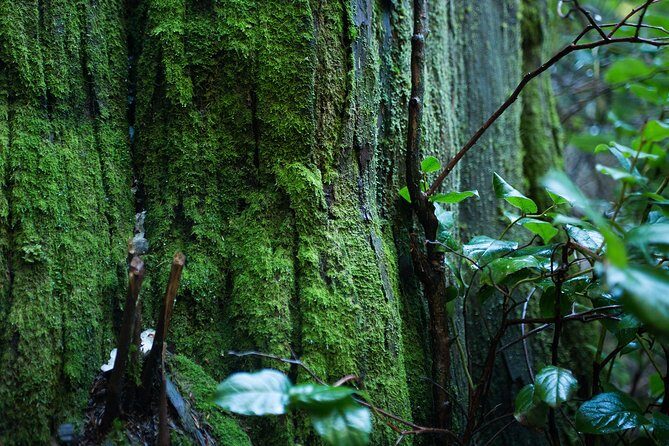 Vancouver Secrets of Stanley Park Walking Tour - FAQ