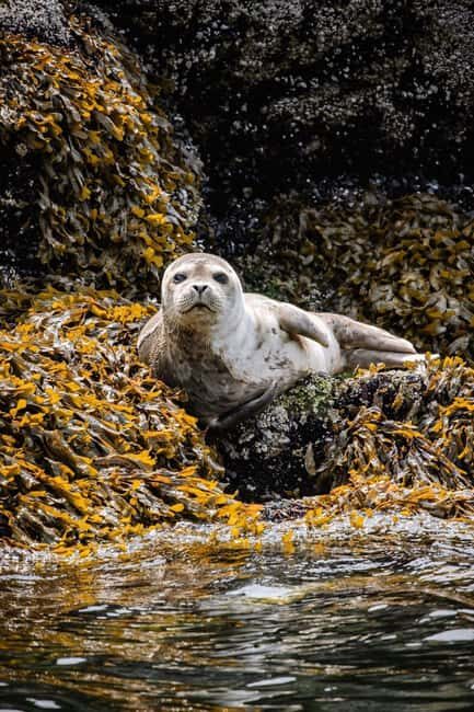 Vancouver: Snorkel, Kayak, and Seal Adventure Boat Tour - Final thoughts