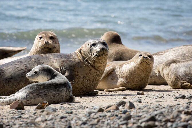 Vancouver: Snorkeling Seals Kayaking Scenic Boat Tour - Who Will Love This Experience?