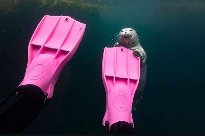 Vancouver: Snorkeling Seals Kayaking Scenic Boat Tour - Final Thoughts