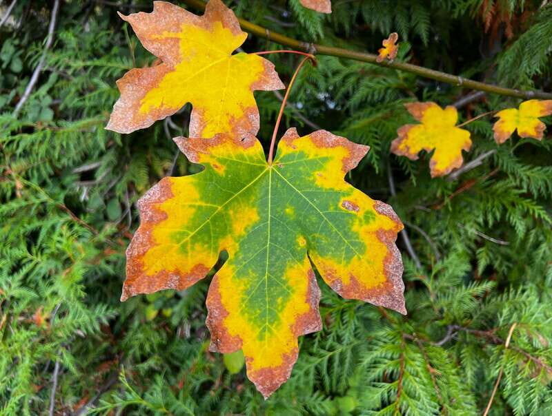 Vancouver: Stanley Park Talking Trees Tour - FAQ