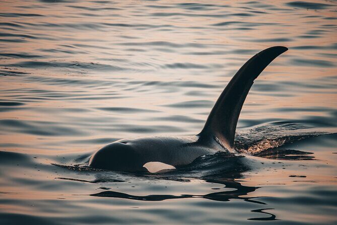 Vancouver Sunset Whale Watching Adventure with Free Photos - Authentic Experiences from Guest Reviews