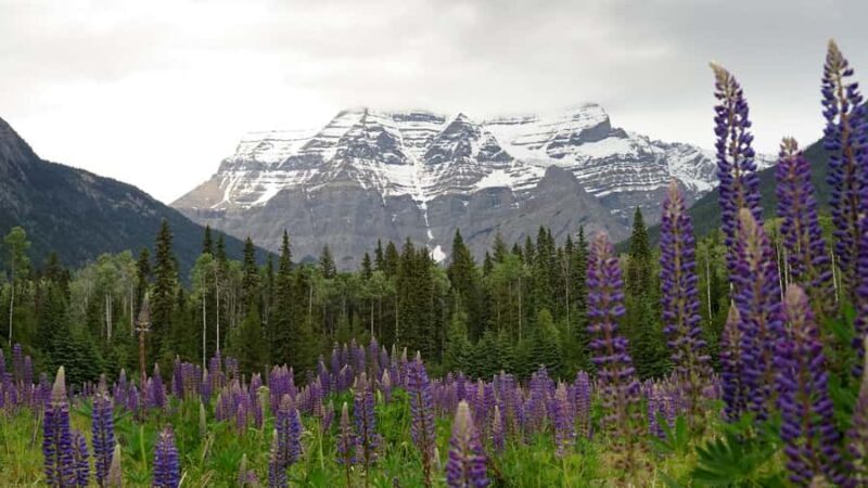 Vancouver to Jasper Guided Tour - What Travelers Can Expect