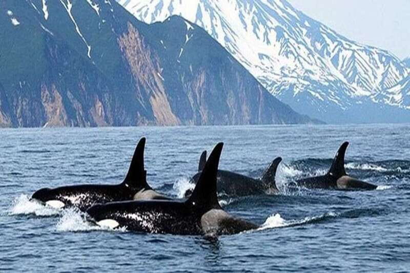 Vancouver: Whale Watching Adventure with Private City Tour - An All-in-One Day in Vancouver: Land and Sea