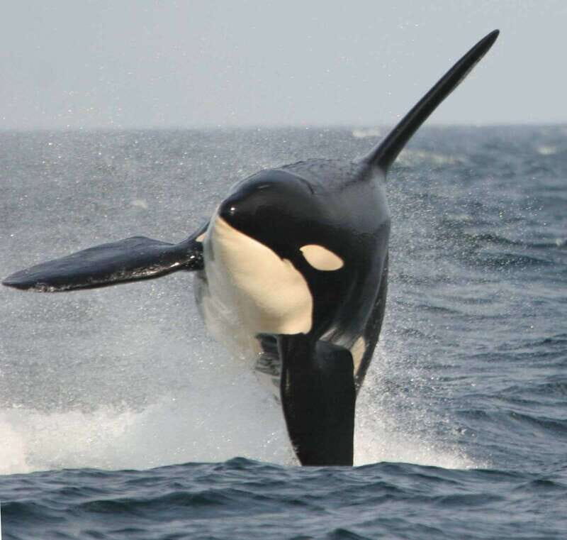Vancouver Whale Watching Safari - Key Points