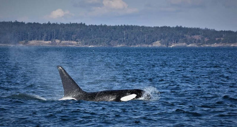 Vancouver Whale Watching Safari - Who Would Enjoy This Tour?