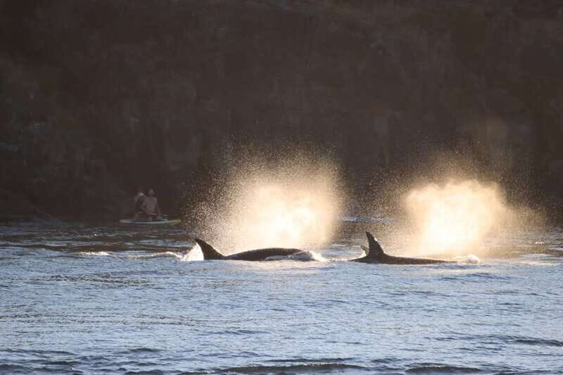 Vancouver Whale Watching Safari - The Sum Up: Who Is This Tour Best For?