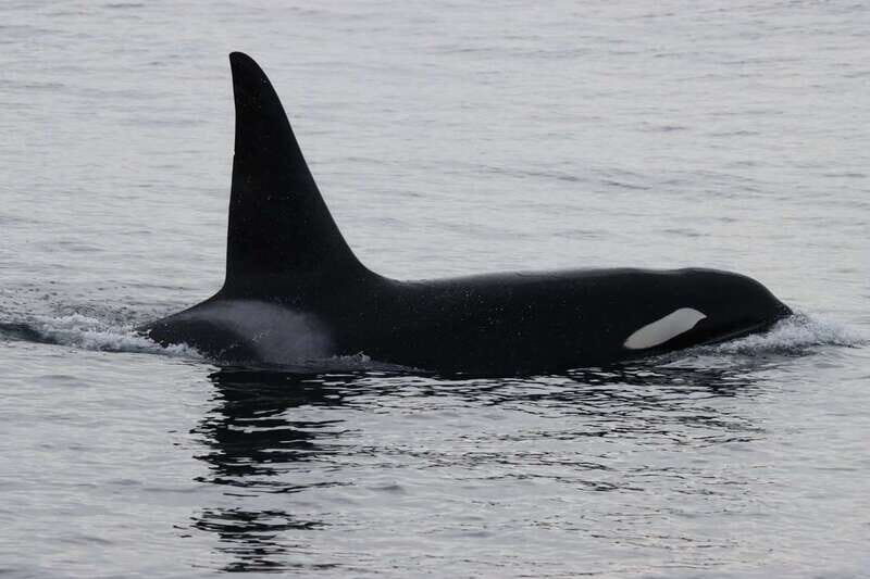 Vancouver Whale Watching Safari - FAQ