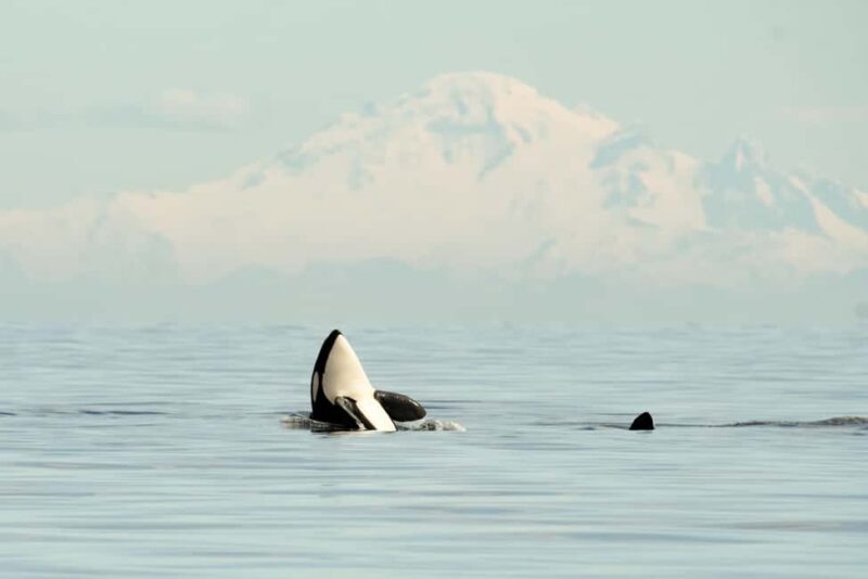 Vancouver: Zodiac Whale Watching Tour from Granville Island - A Deep Dive into the Experience