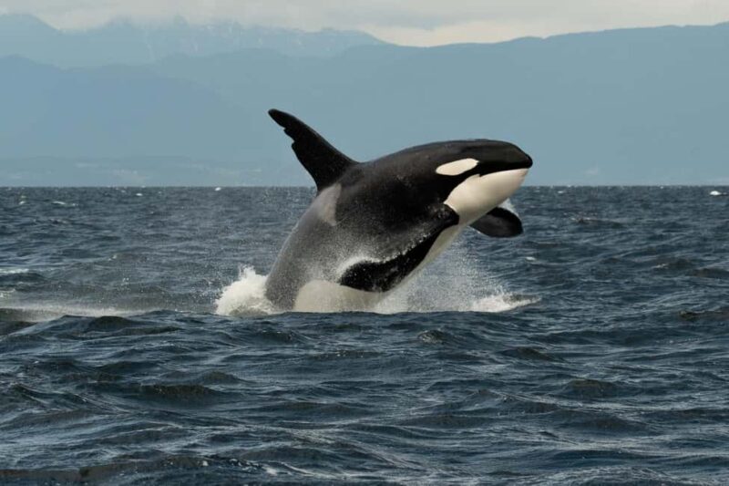 Vancouver: Zodiac Whale Watching Tour from Granville Island - The Sum Up