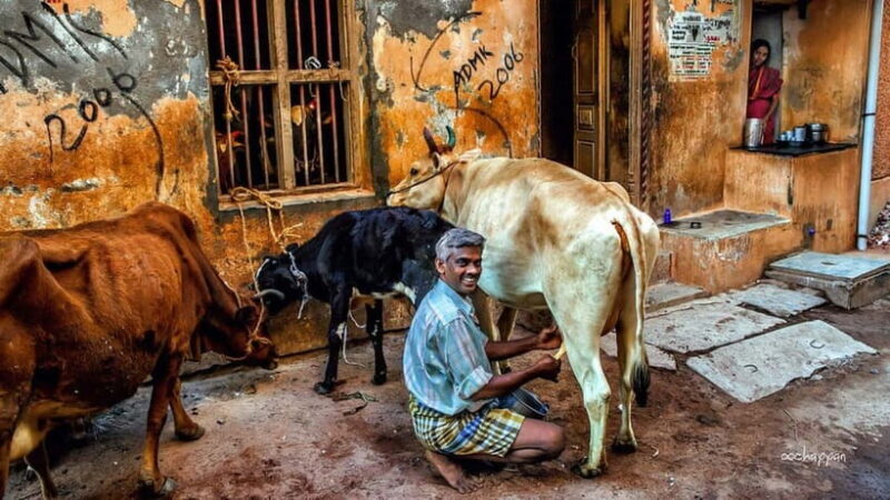 Vannakam Madurai - Explore Madurai like a local - Who This Tour Is Best For