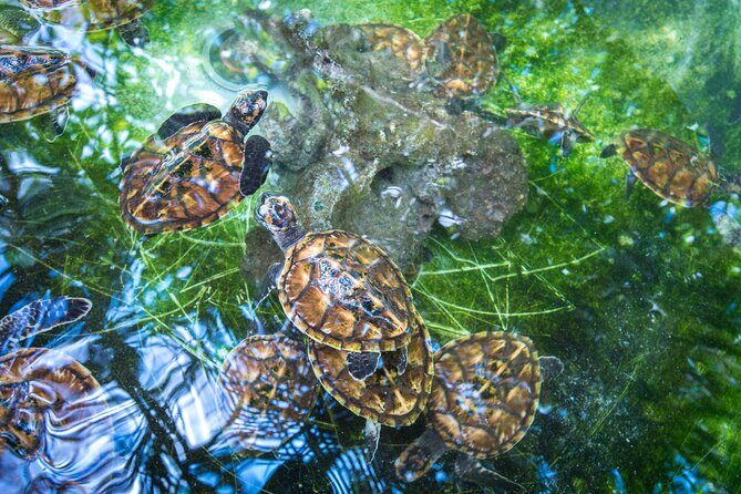 Vanuatu Cultural Village, Waterfalls, Turtles and Blue Lagoon - The Itinerary: What You’ll Experience