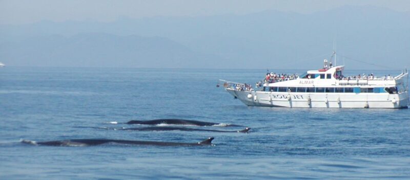 Varazze: Pelagos Sanctuary Guided Cetacean Watching Tour - An In-Depth Look at the Pelagos Sanctuary Guided Tour
