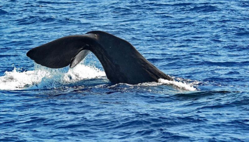 Varazze: Pelagos Sanctuary Guided Cetacean Watching Tour - FAQ