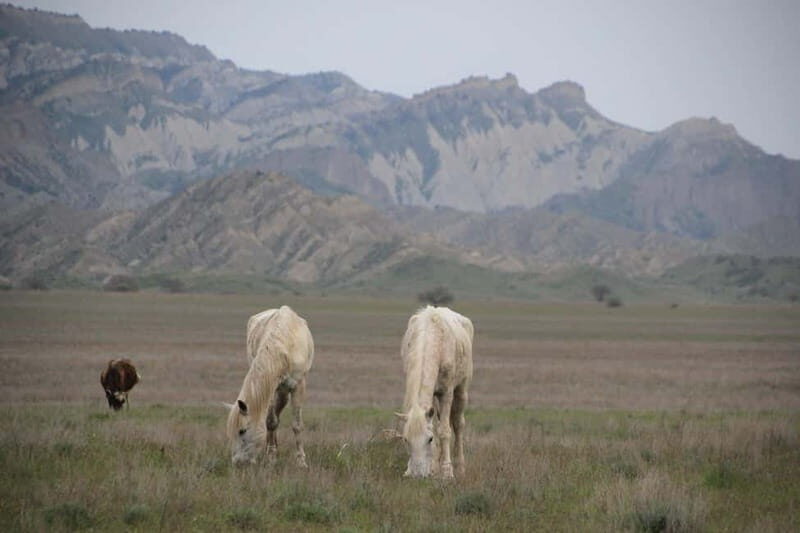 Vashlovani Nature Reserve: Horse Riding Tour - Key Points