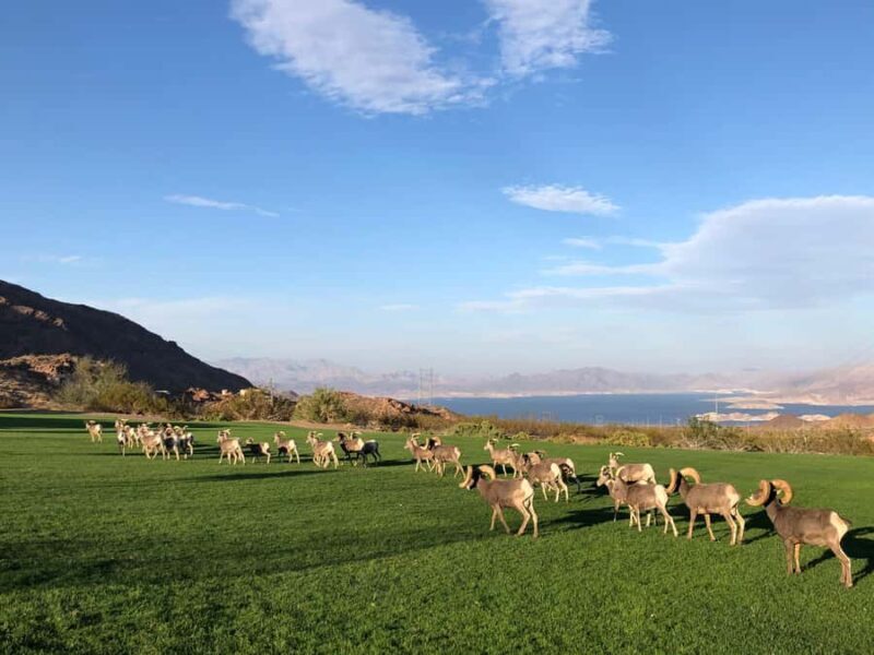 Vegas: Hoover Dam, Grand Canyon, Hemenway Park Day Tour - The Sum Up