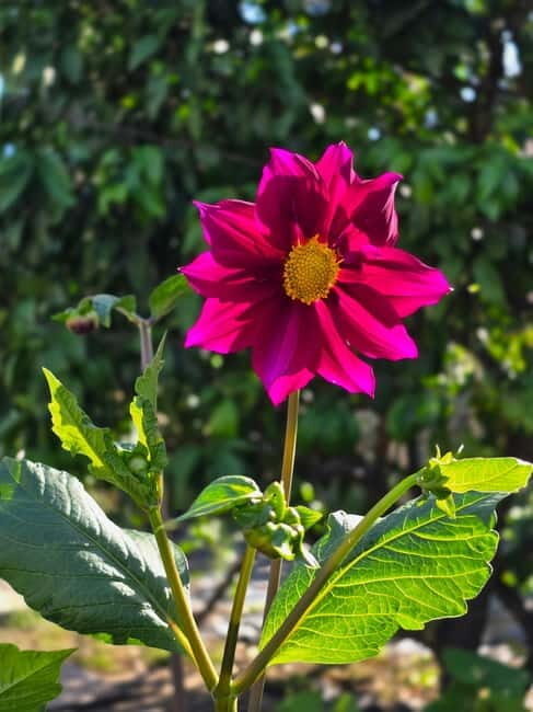 Vegetarian Albanian Food Tour in a Local Garden  Shkodër - Why This Tour Might Be Perfect for You