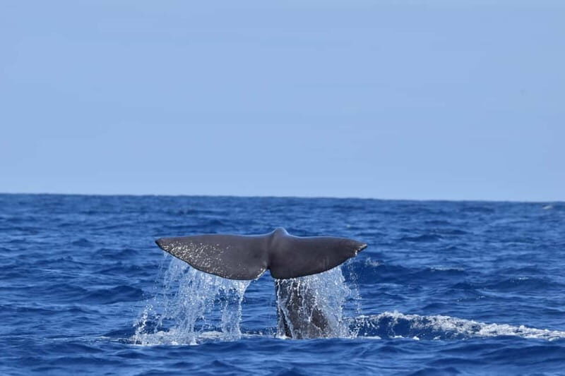 Velas: In the heart of Azores with whales and dolphins - Detailed Review