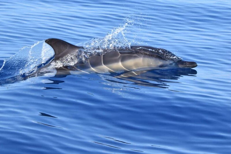 Velas: In the heart of Azores with whales and dolphins - FAQs