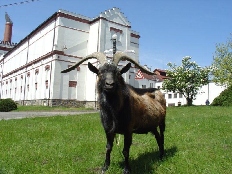 Velke Popovice: Kozel Brewery Tour with Beer Tasting - An in-depth look at the Kozel Brewery Tour